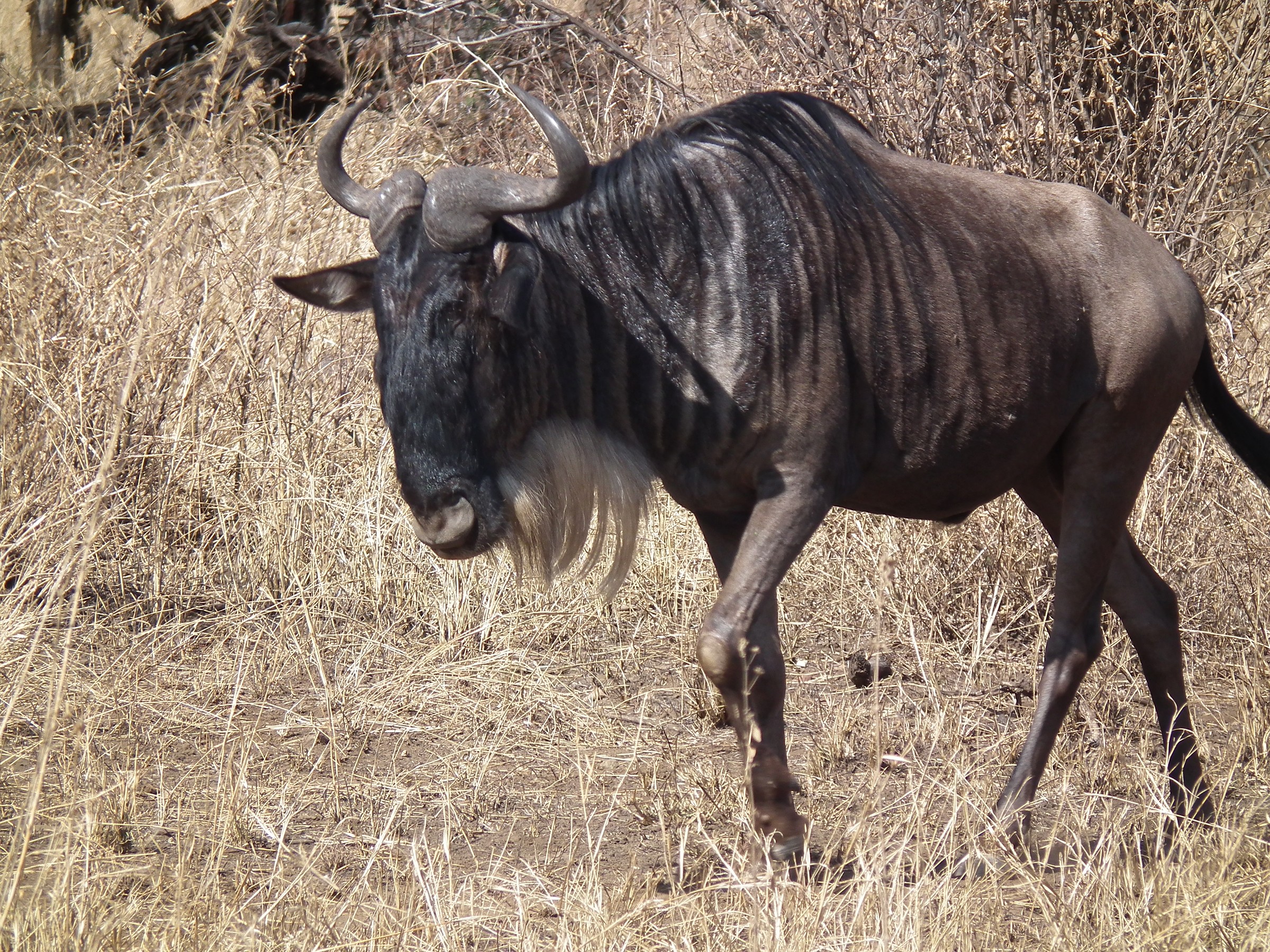 Blue Wildebeest | Natural Atlas