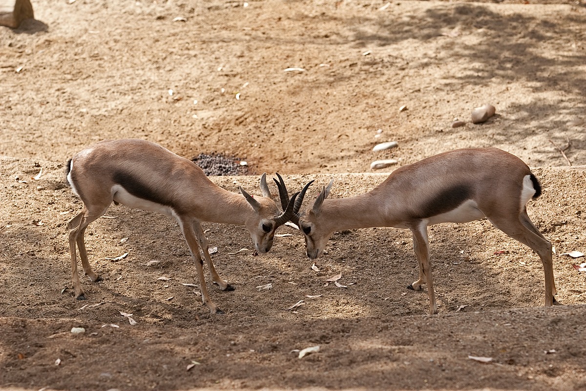 Gazelles | Natural Atlas