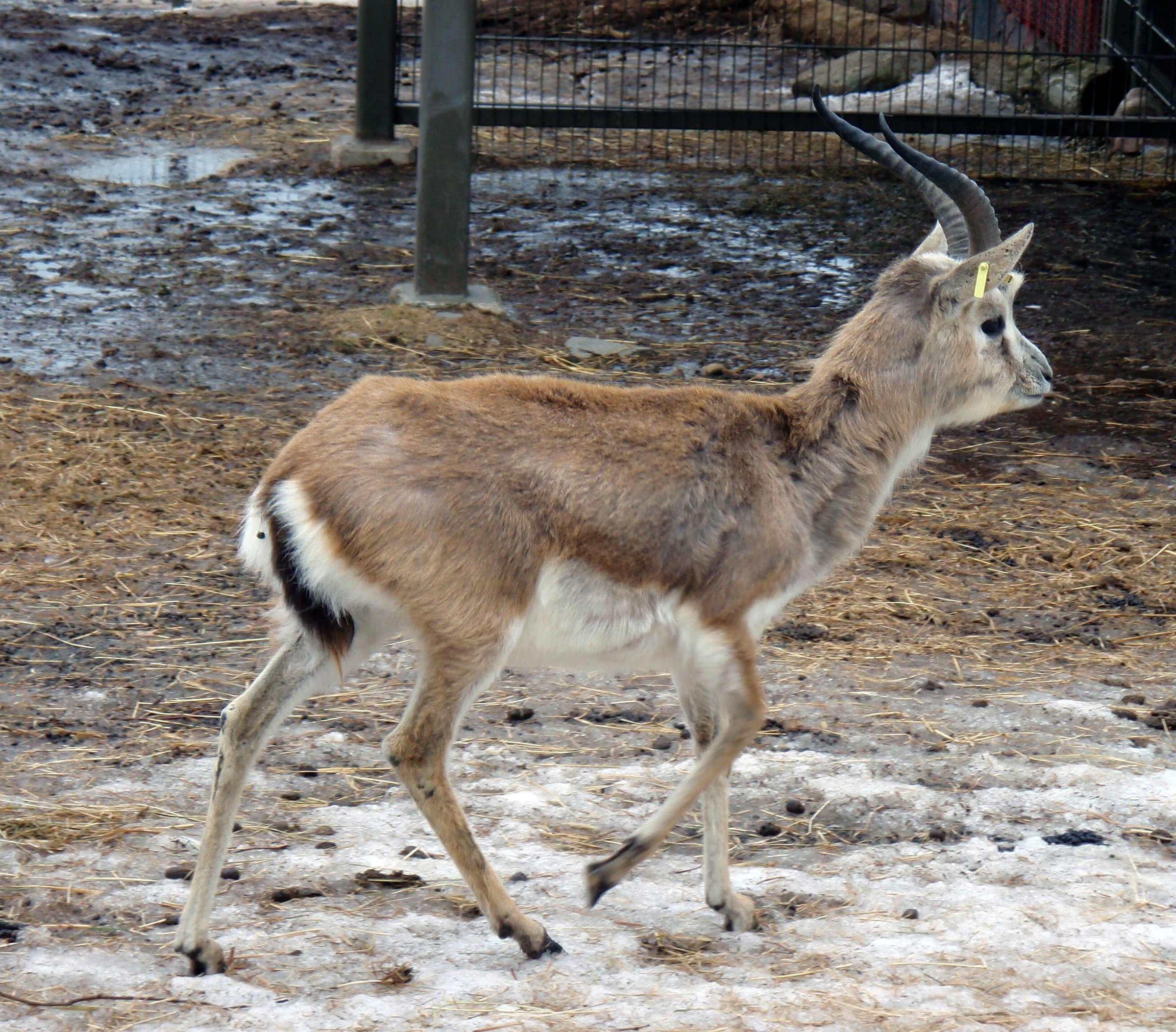 Goitered Gazelle | Natural Atlas
