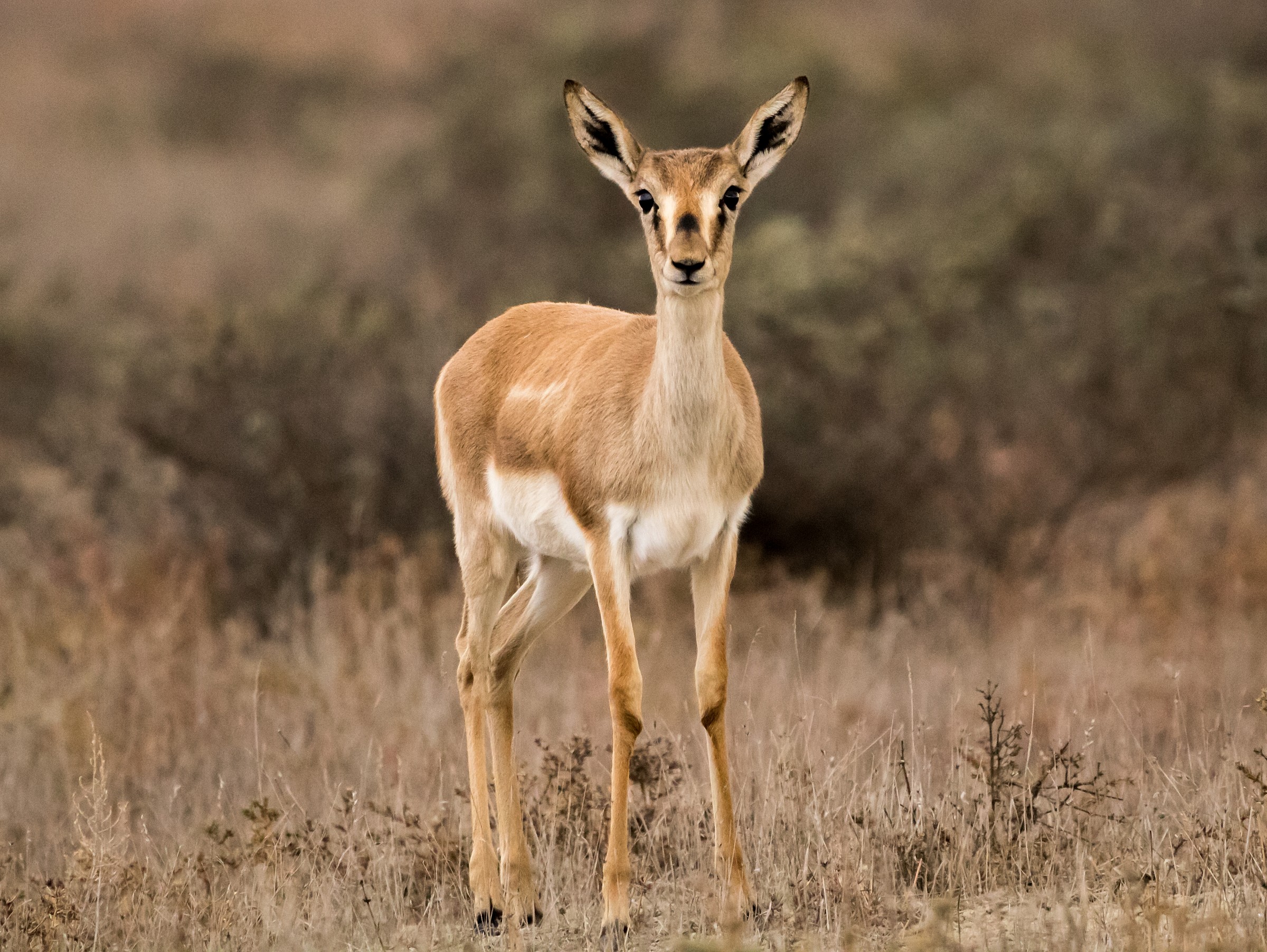 Gazelles | Natural Atlas