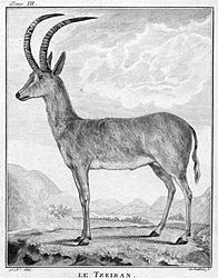 Bluebuck | Natural Atlas