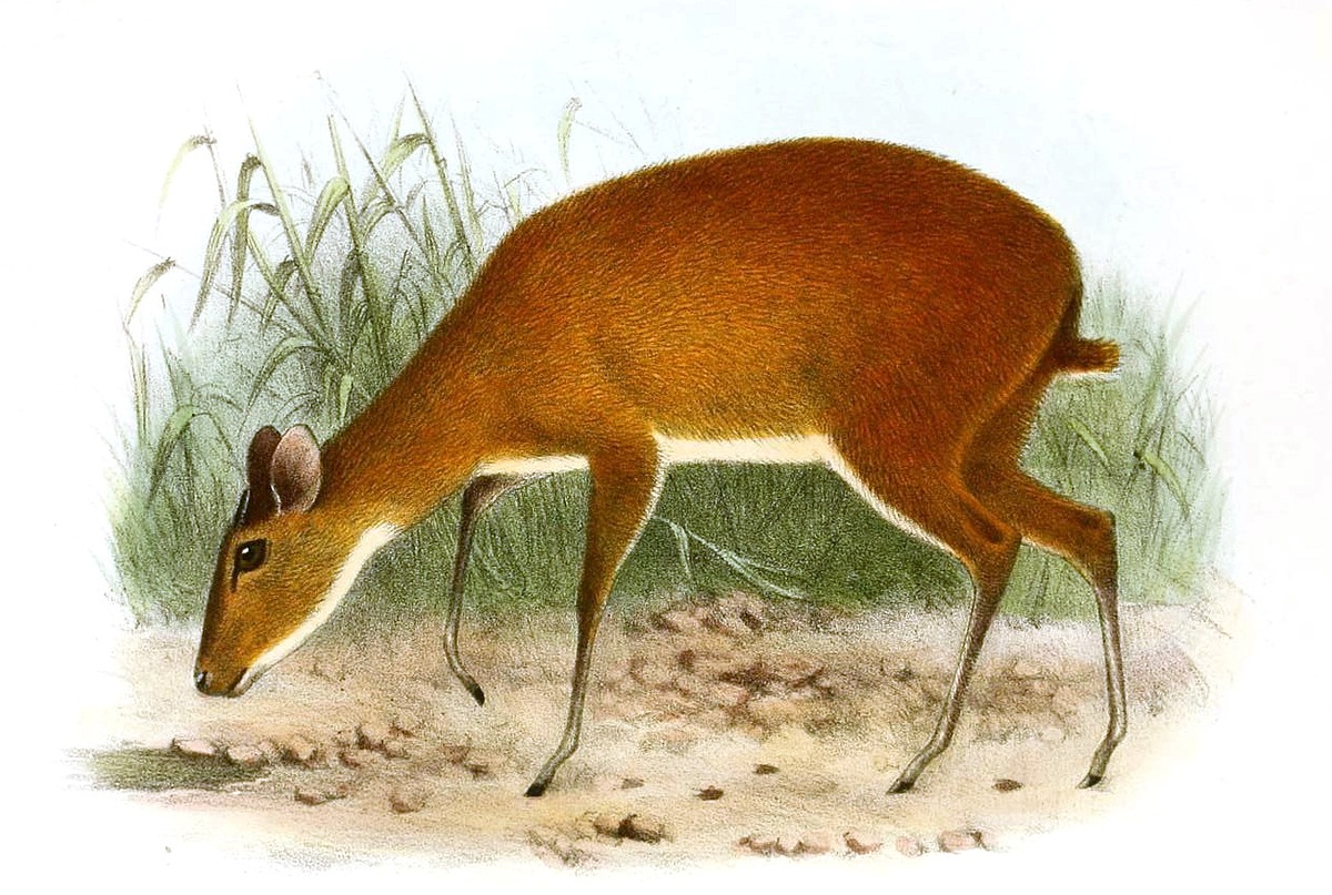 Bates's Pygmy Antelope | Natural Atlas