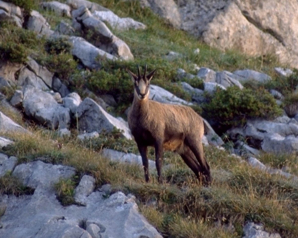 Chamois | Natural Atlas