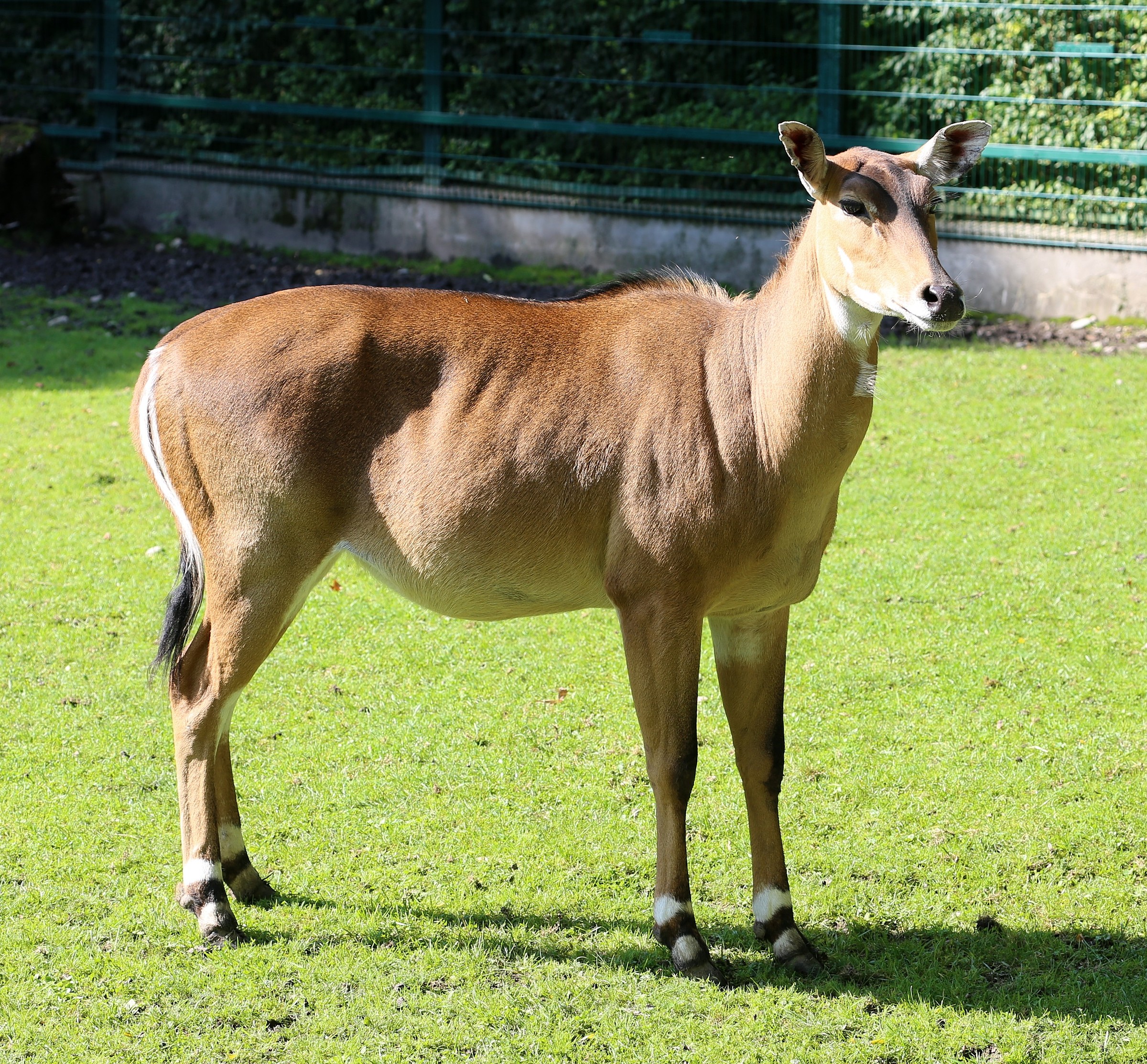 Nilgai | Natural Atlas