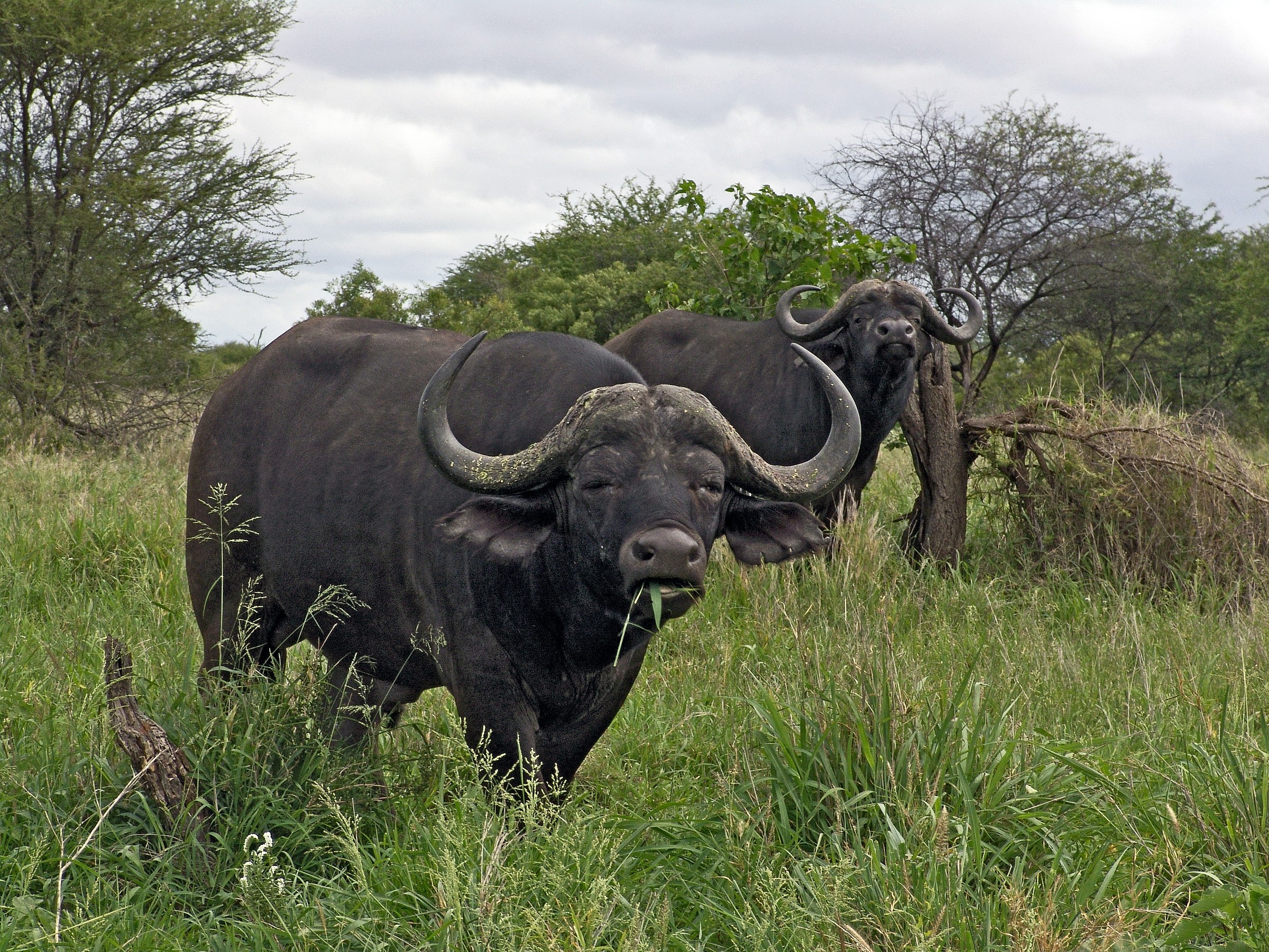 African Savannah Buffalo | Natural Atlas