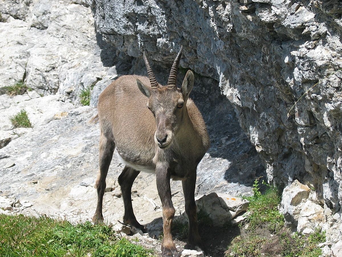 Alpine Ibex | Natural Atlas