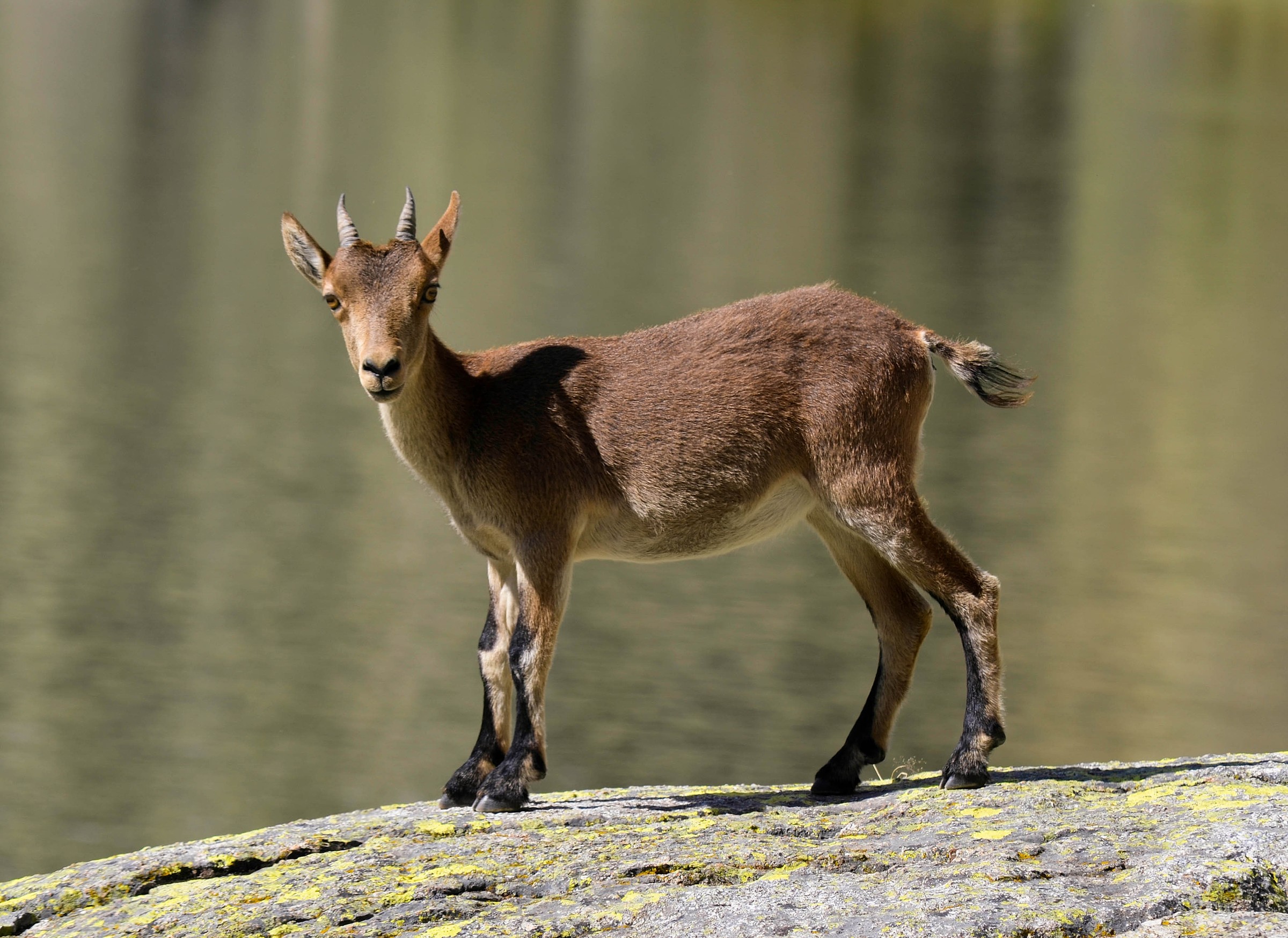 Iberian Ibex | Natural Atlas