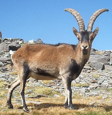Iberian Ibex | Natural Atlas