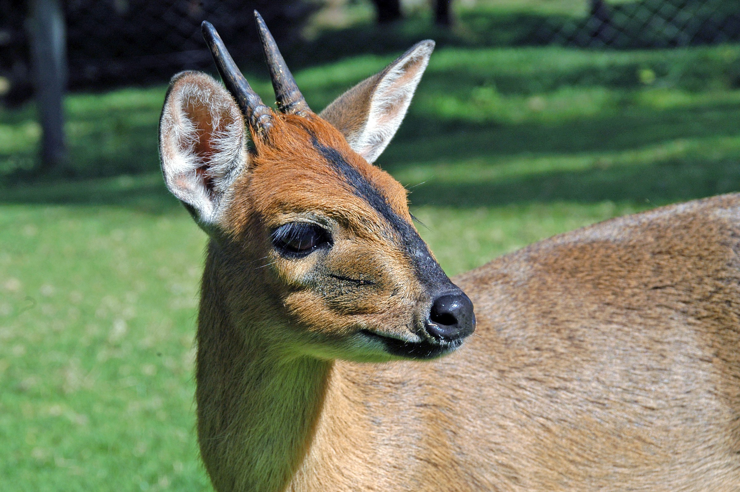 Common Duiker | Natural Atlas