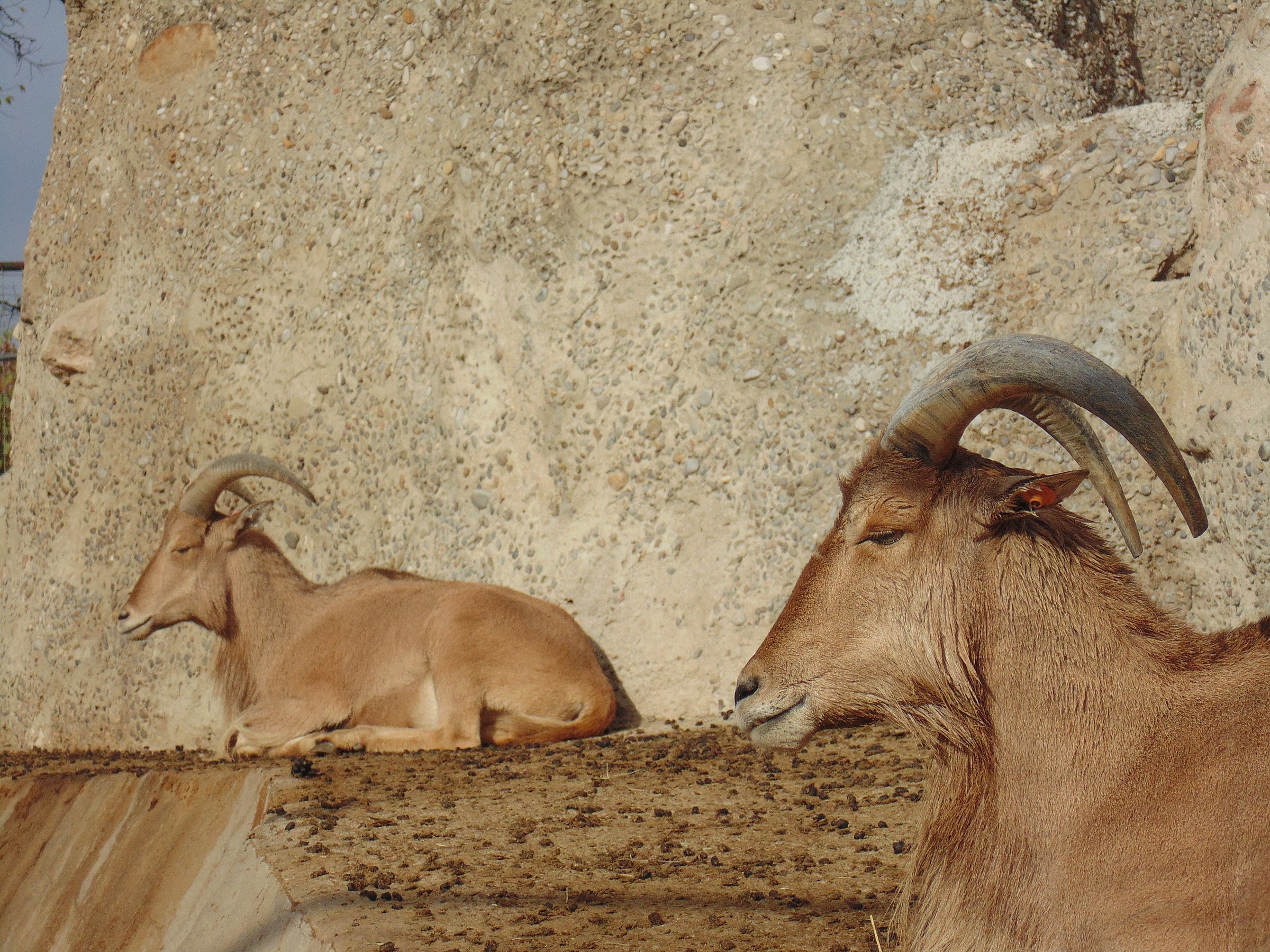Barbary Sheep | Natural Atlas