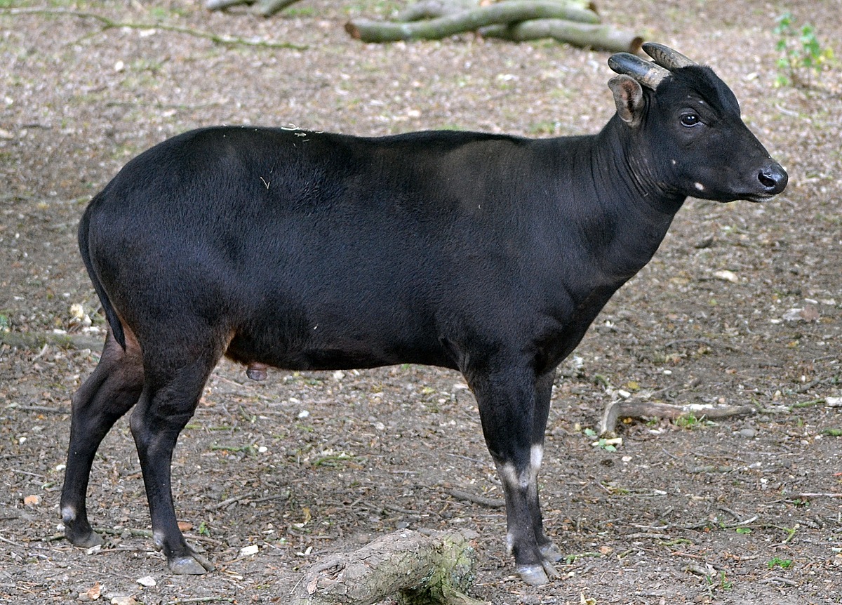 Anoa | Natural Atlas