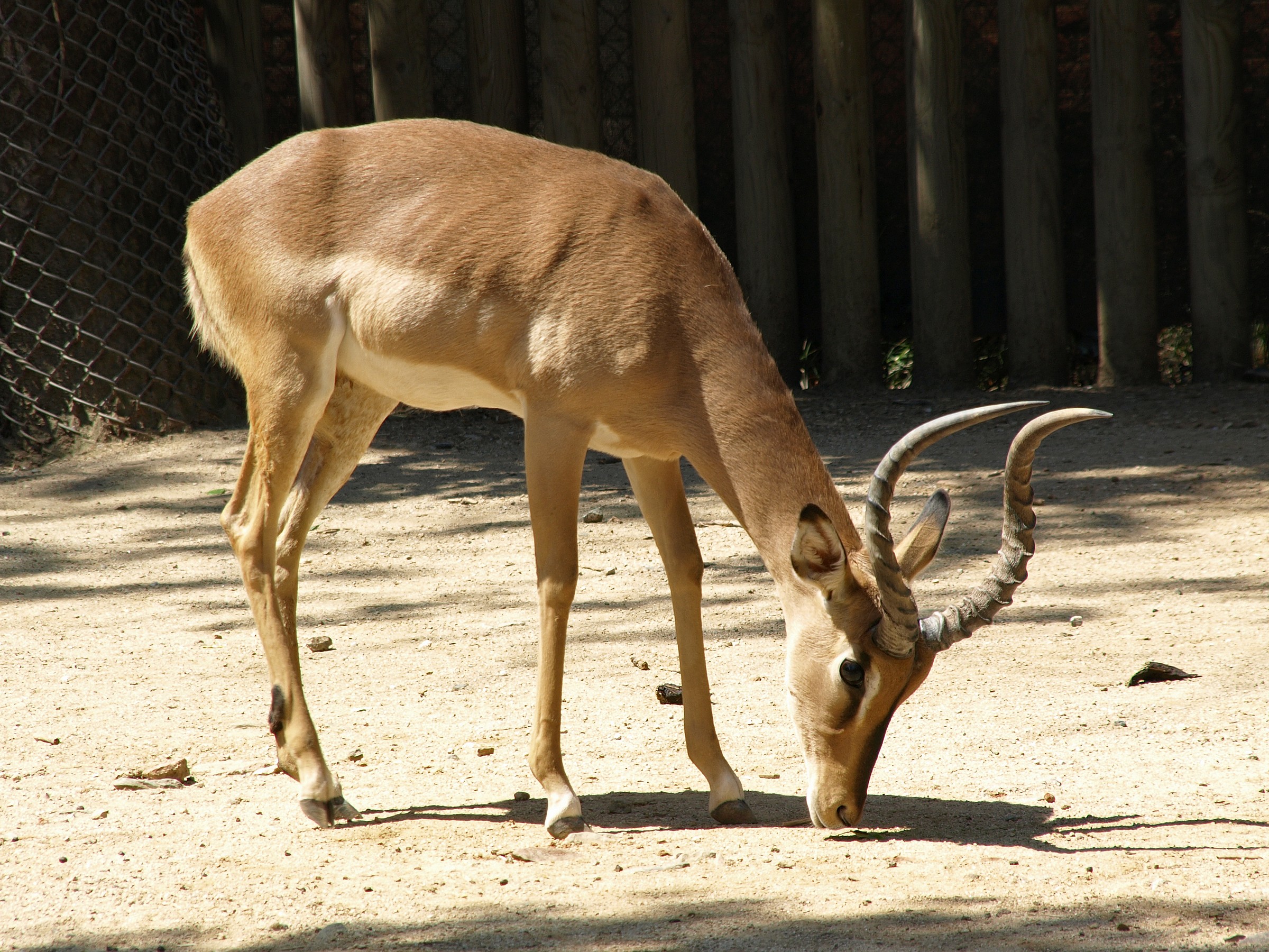 Antelope | Natural Atlas