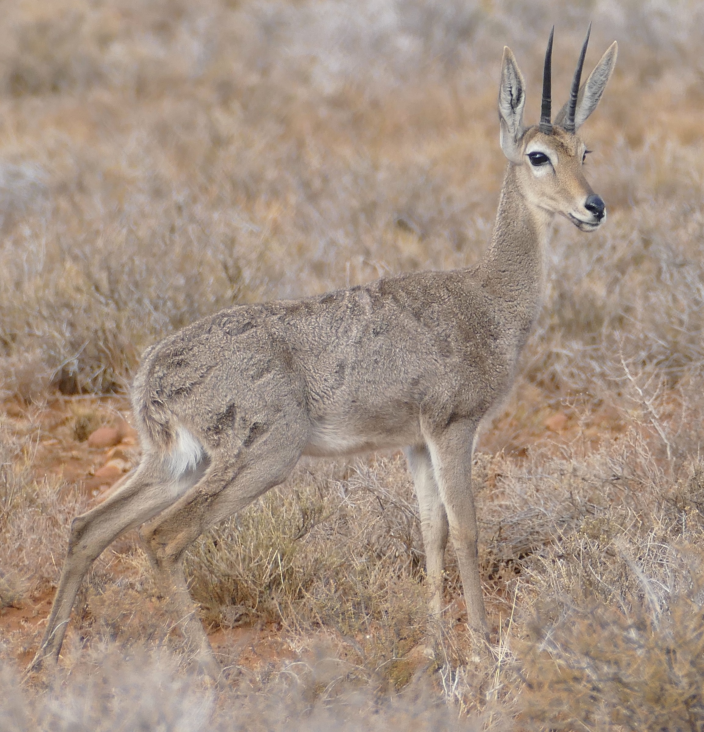 Grey Rhebok | Natural Atlas