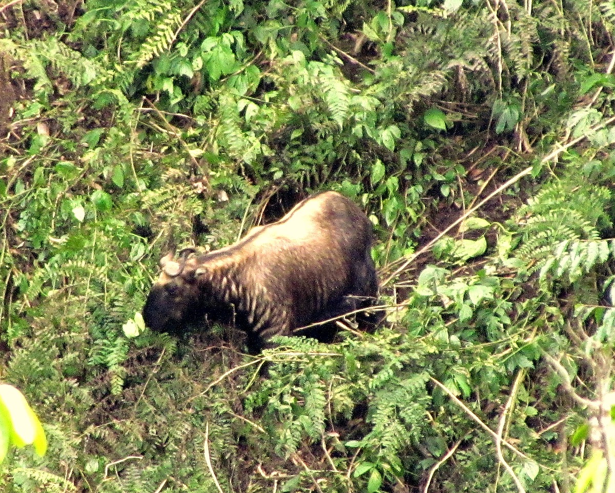 Goat-antelope | Natural Atlas