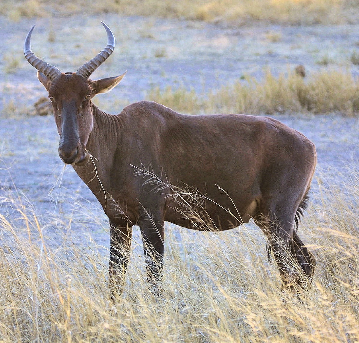 Common Tsessebe | Natural Atlas