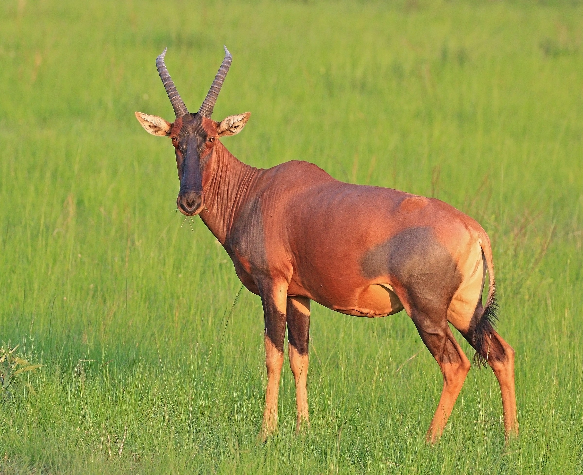 Common Tsessebe | Natural Atlas