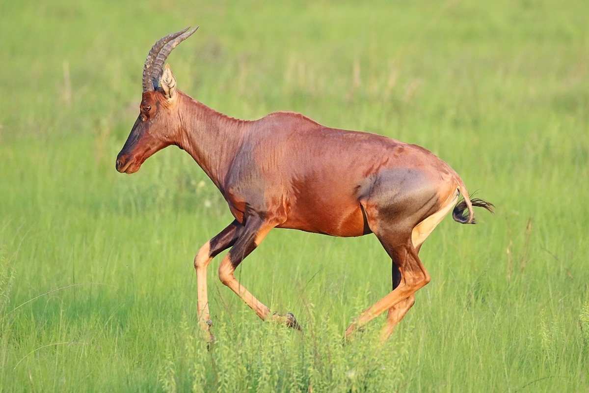 Common Tsessebe | Natural Atlas
