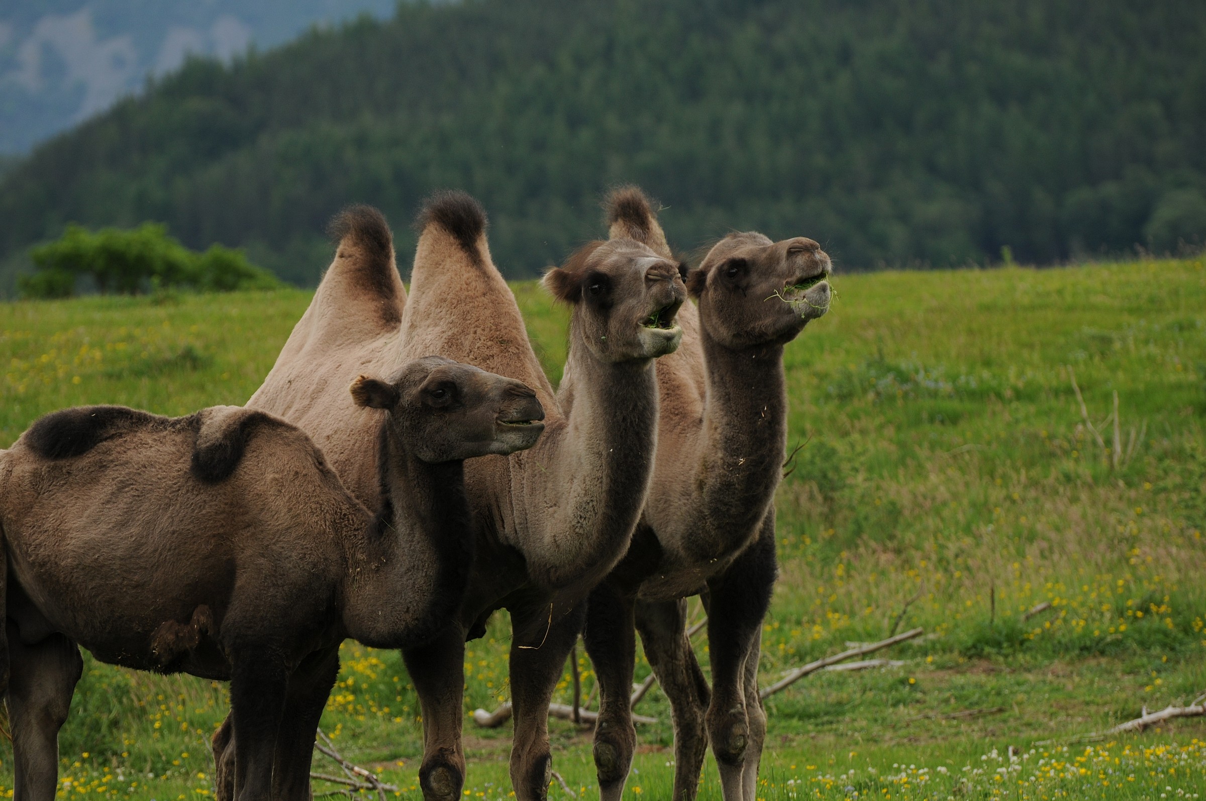 Bactrian Camel | Natural Atlas