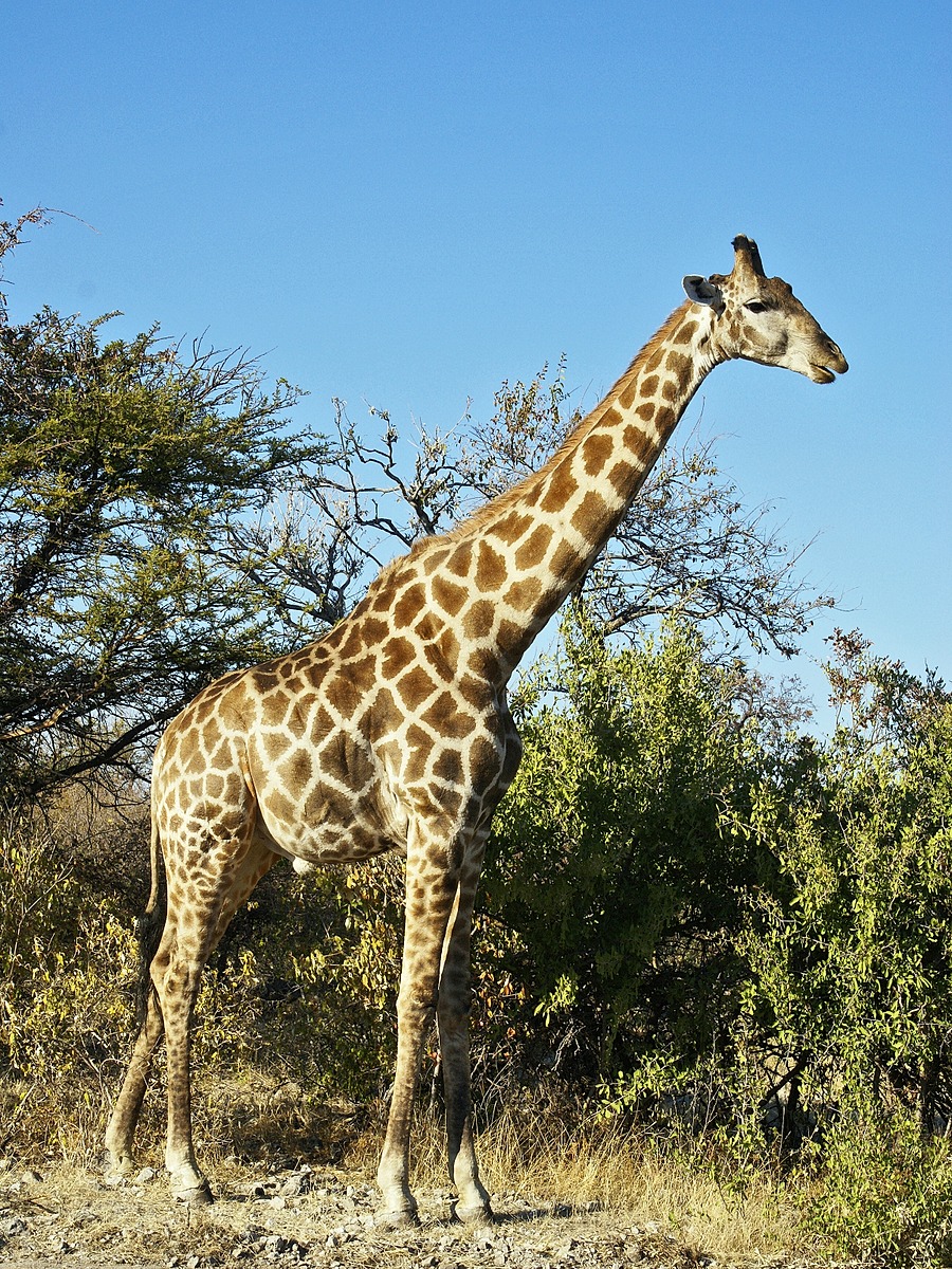 Giraffes | Natural Atlas