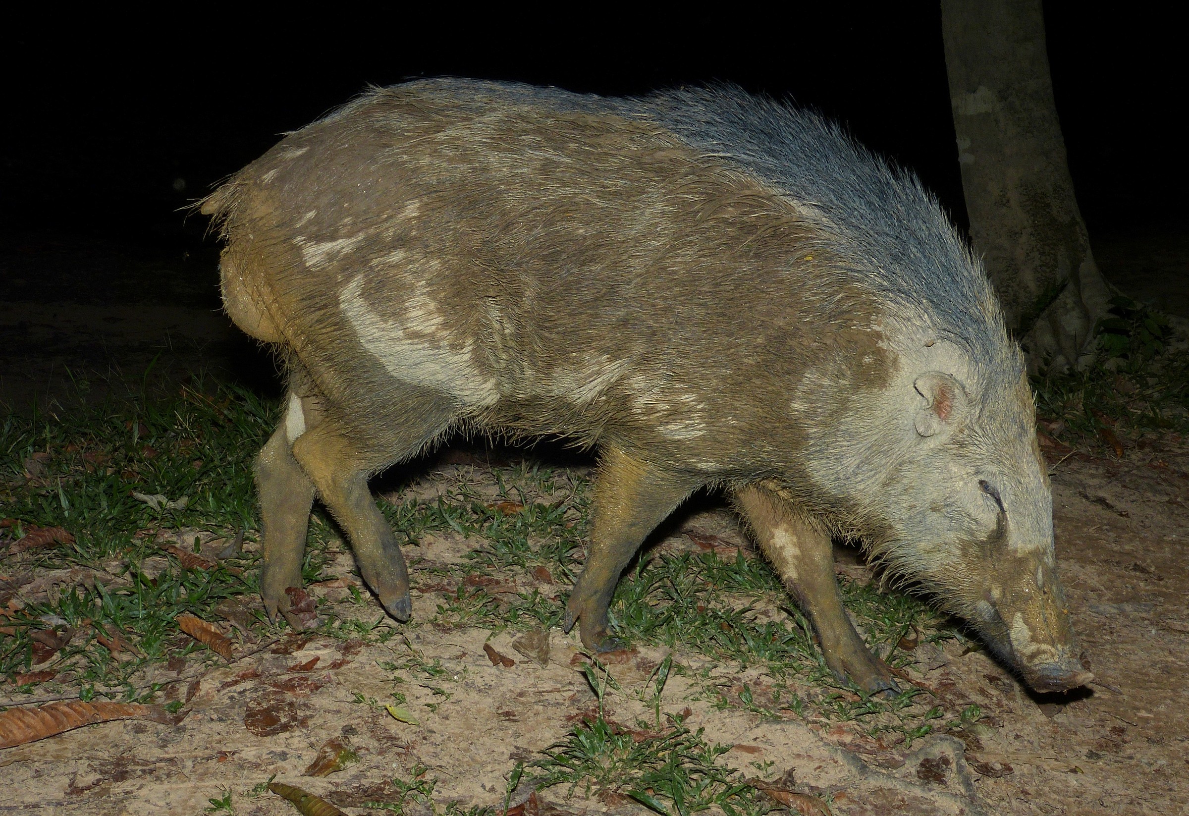 Banded Pig | Natural Atlas