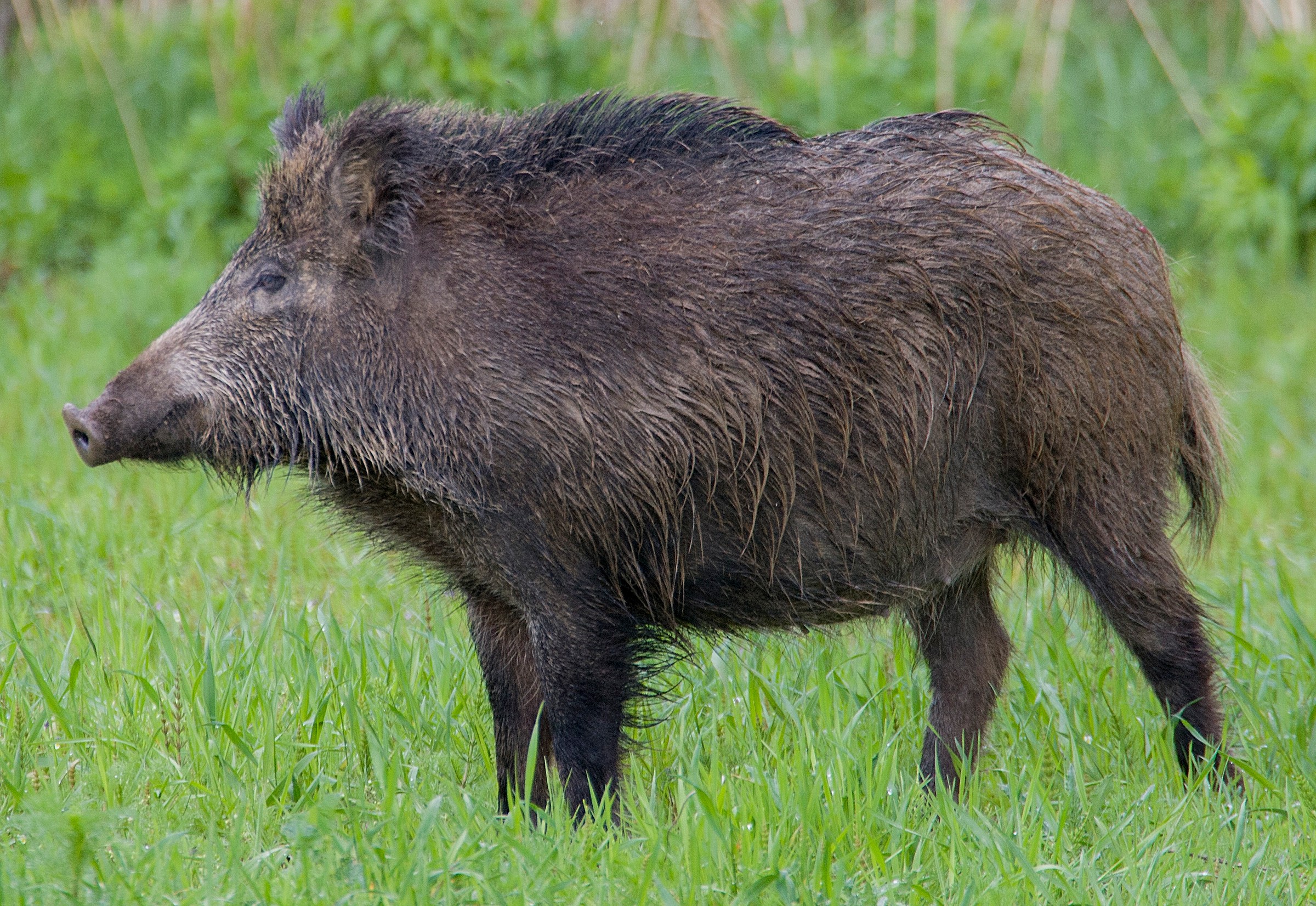 Wild Boar | Natural Atlas