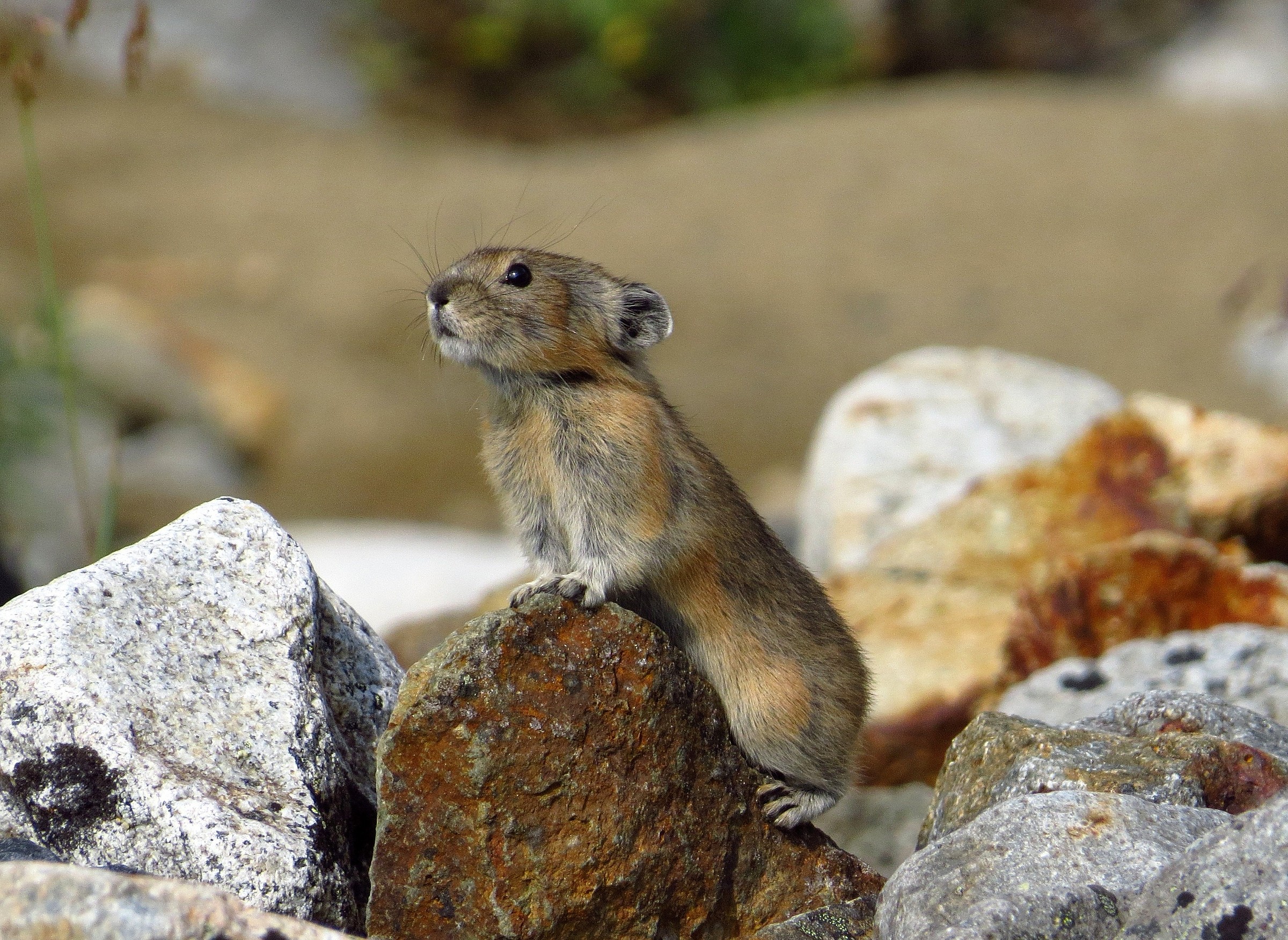 Northern Pika | Natural Atlas