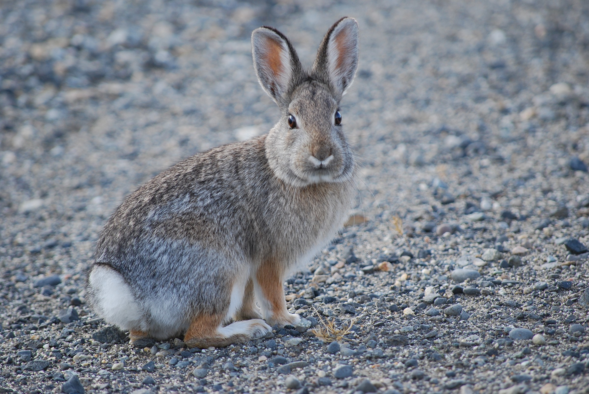 Leporidae | Natural Atlas