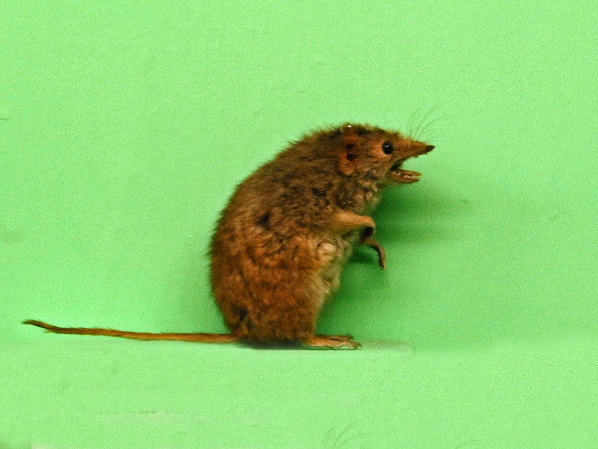 Swamp Antechinus | Natural Atlas