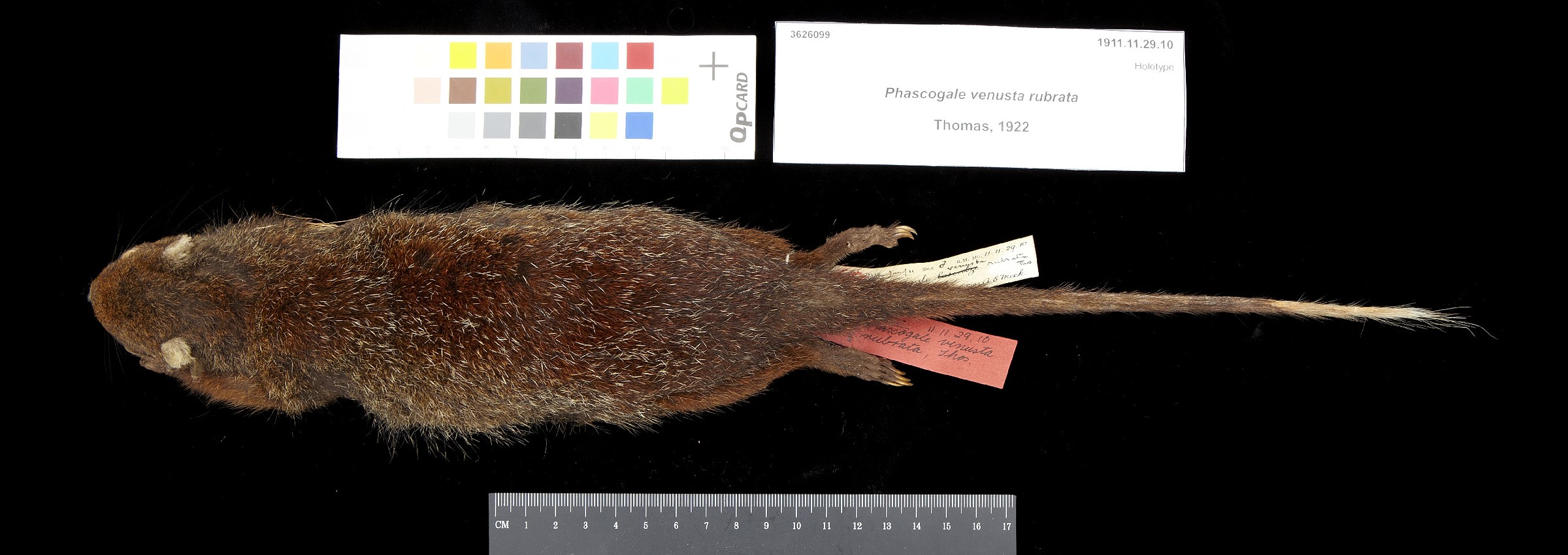 Dasyuromorphia | Natural Atlas