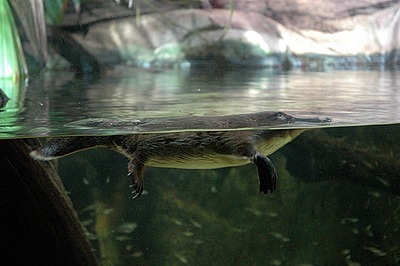 Ornithorhynchus | Natural Atlas