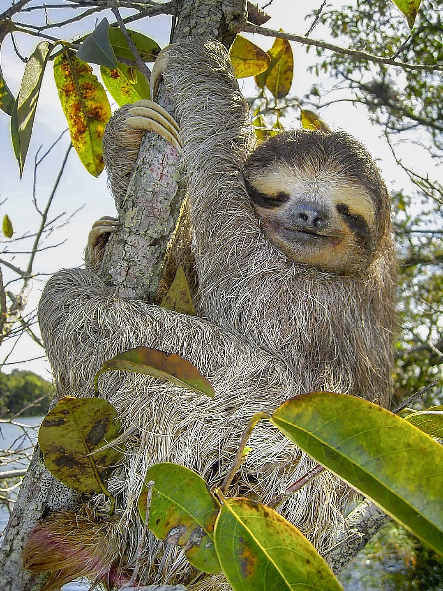 Sloths | Natural Atlas