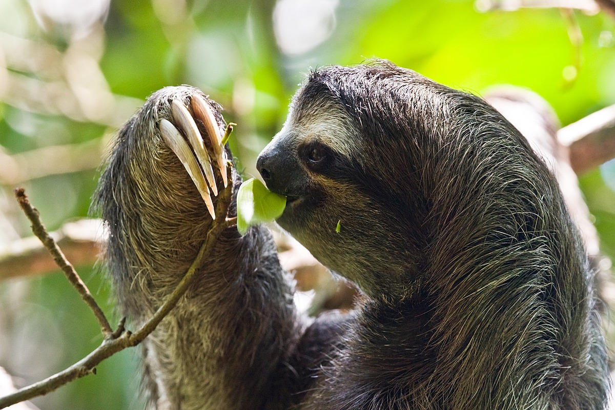Sloths | Natural Atlas