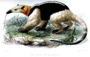 Tamandua | Natural Atlas