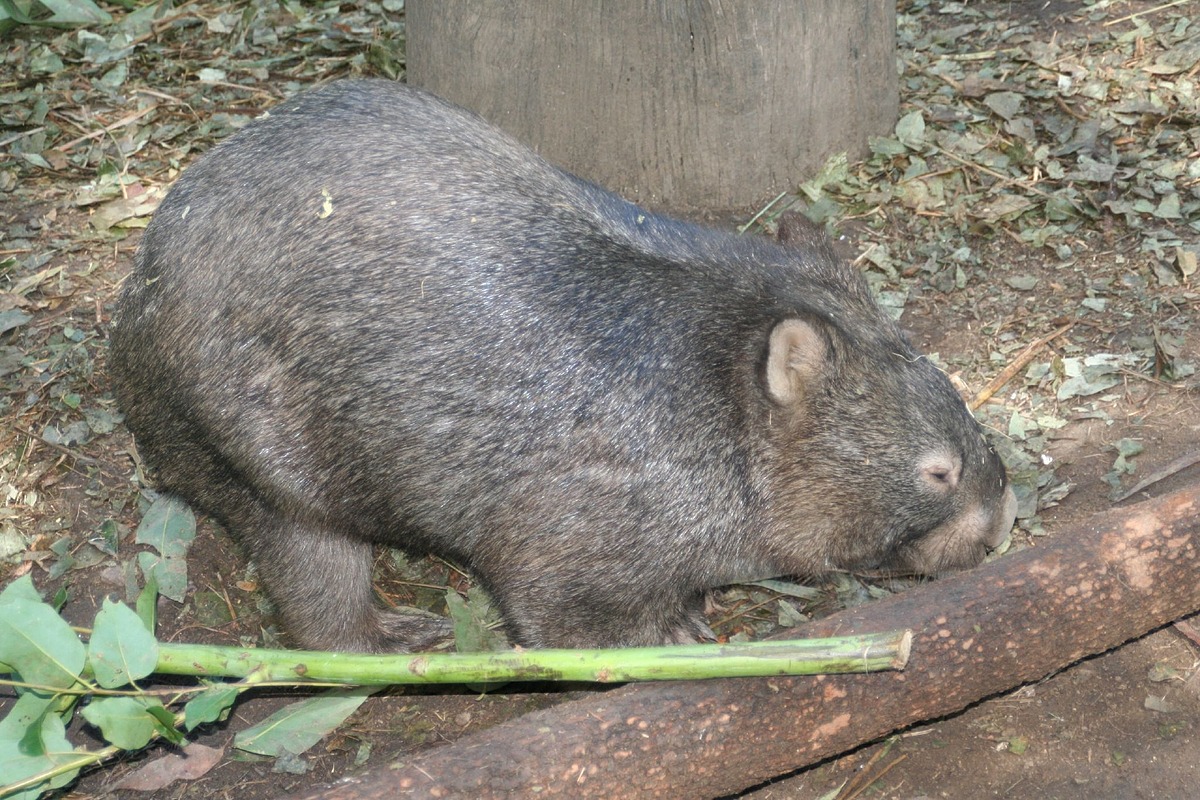 Common Wombat | Natural Atlas
