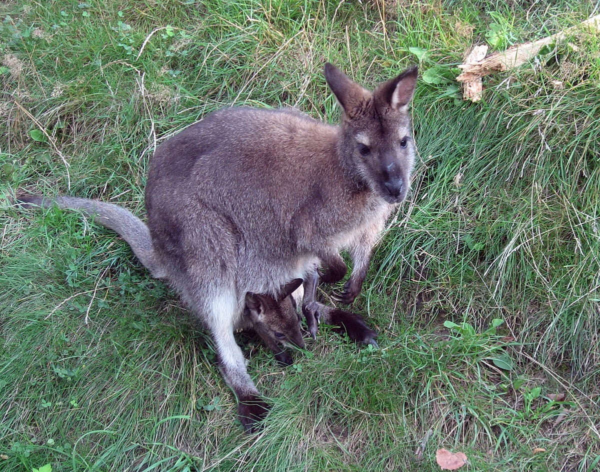 Red-Necked Wallaby | Natural Atlas