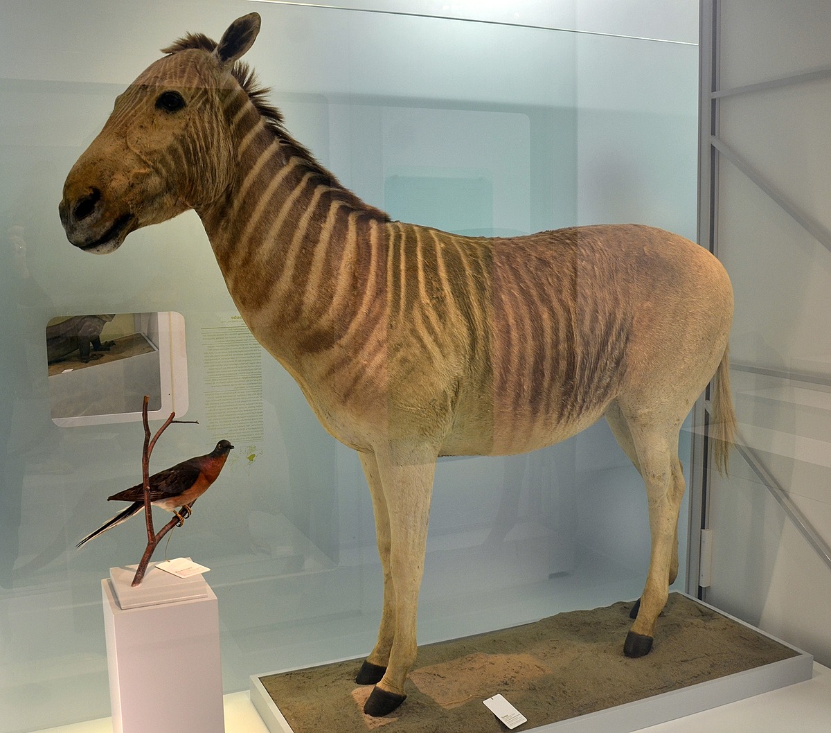 Plains Zebra | Natural Atlas