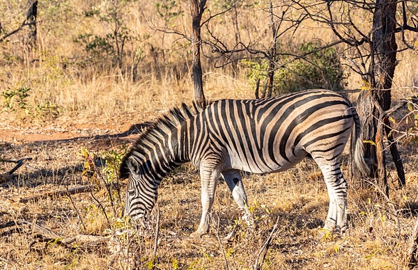 Odd-Toed Ungulate | Natural Atlas