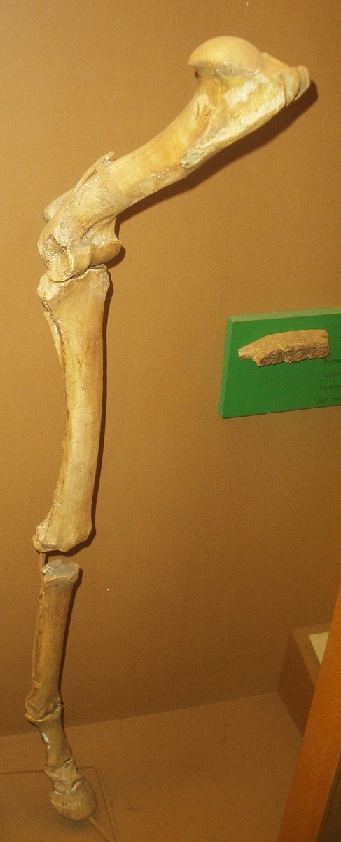 Equidae | Natural Atlas