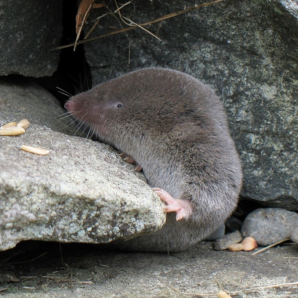 Northern Short-Tailed Shrew | Natural Atlas