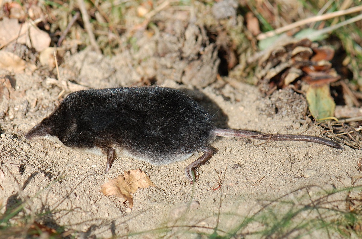 Eurasian Water Shrew | Natural Atlas