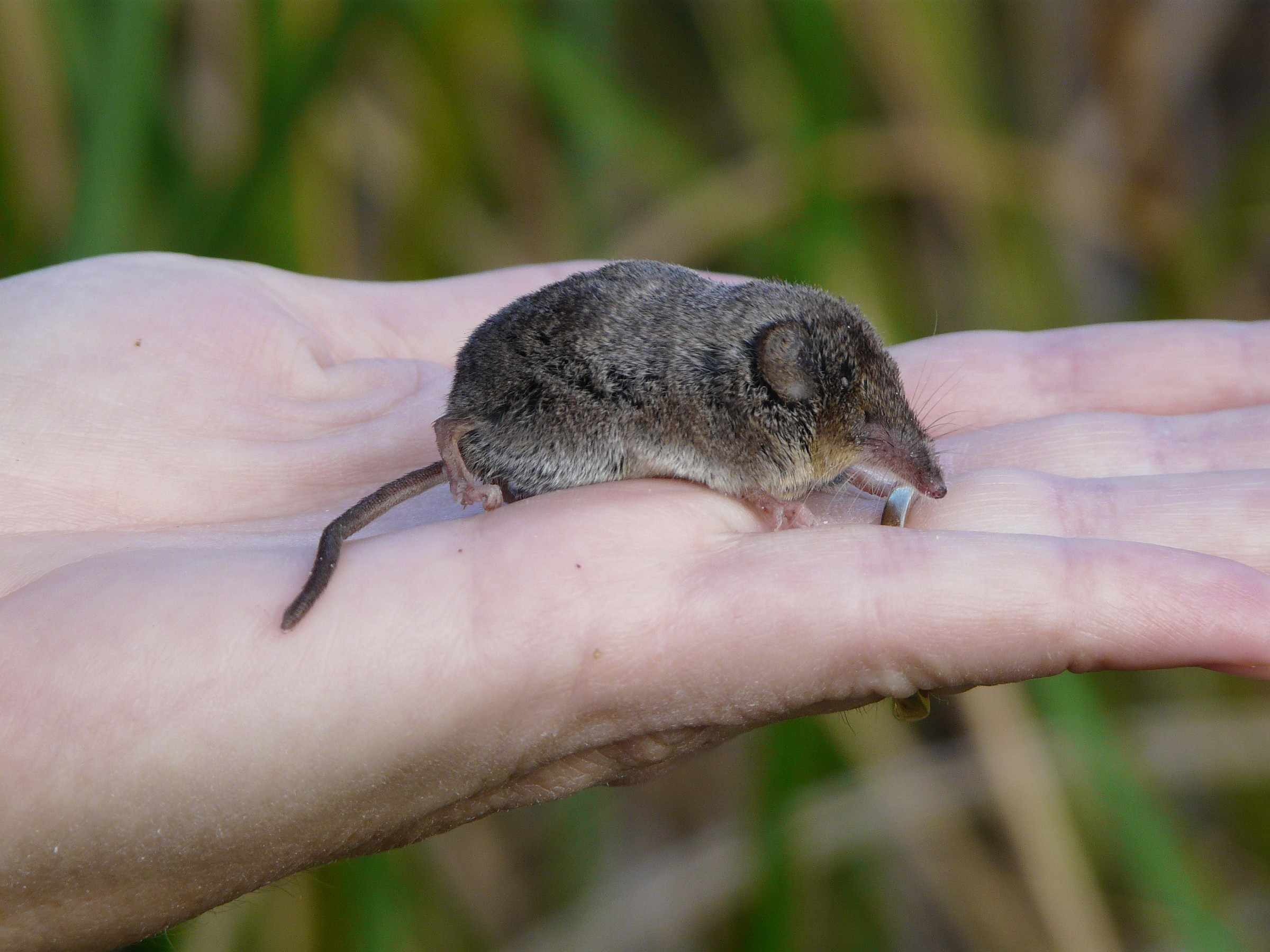 Shrews | Natural Atlas