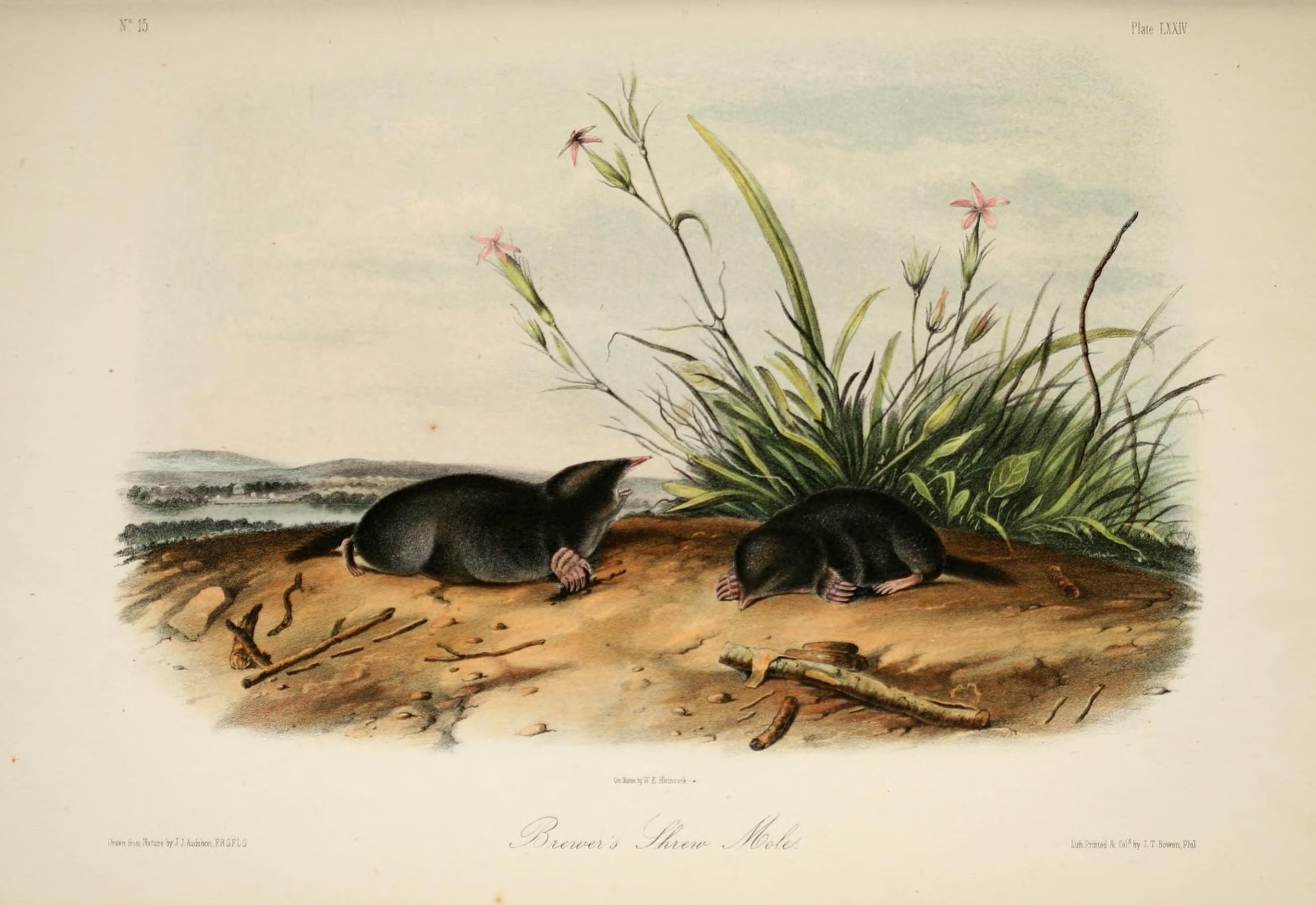 Hairy-Tailed Mole | Natural Atlas
