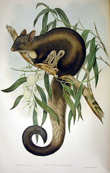 Yellow-Bellied Glider | Natural Atlas