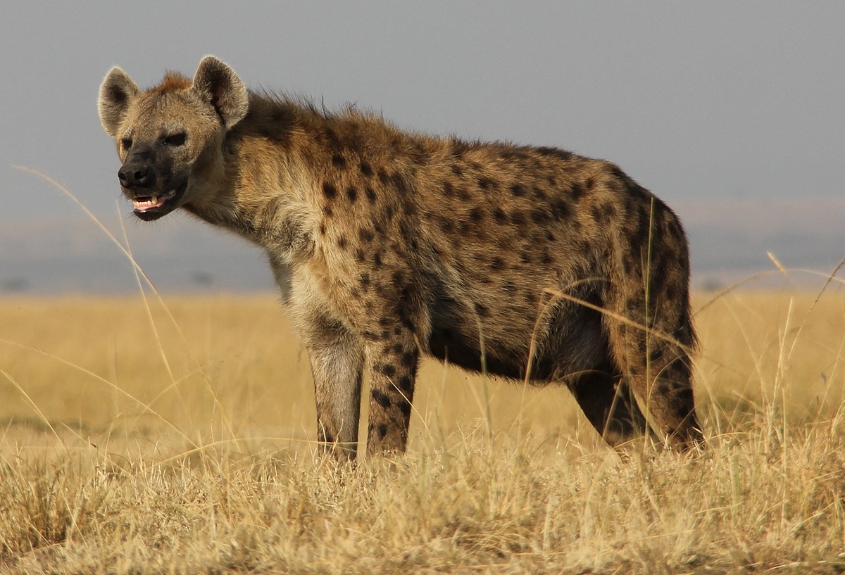 Hyenas | Natural Atlas