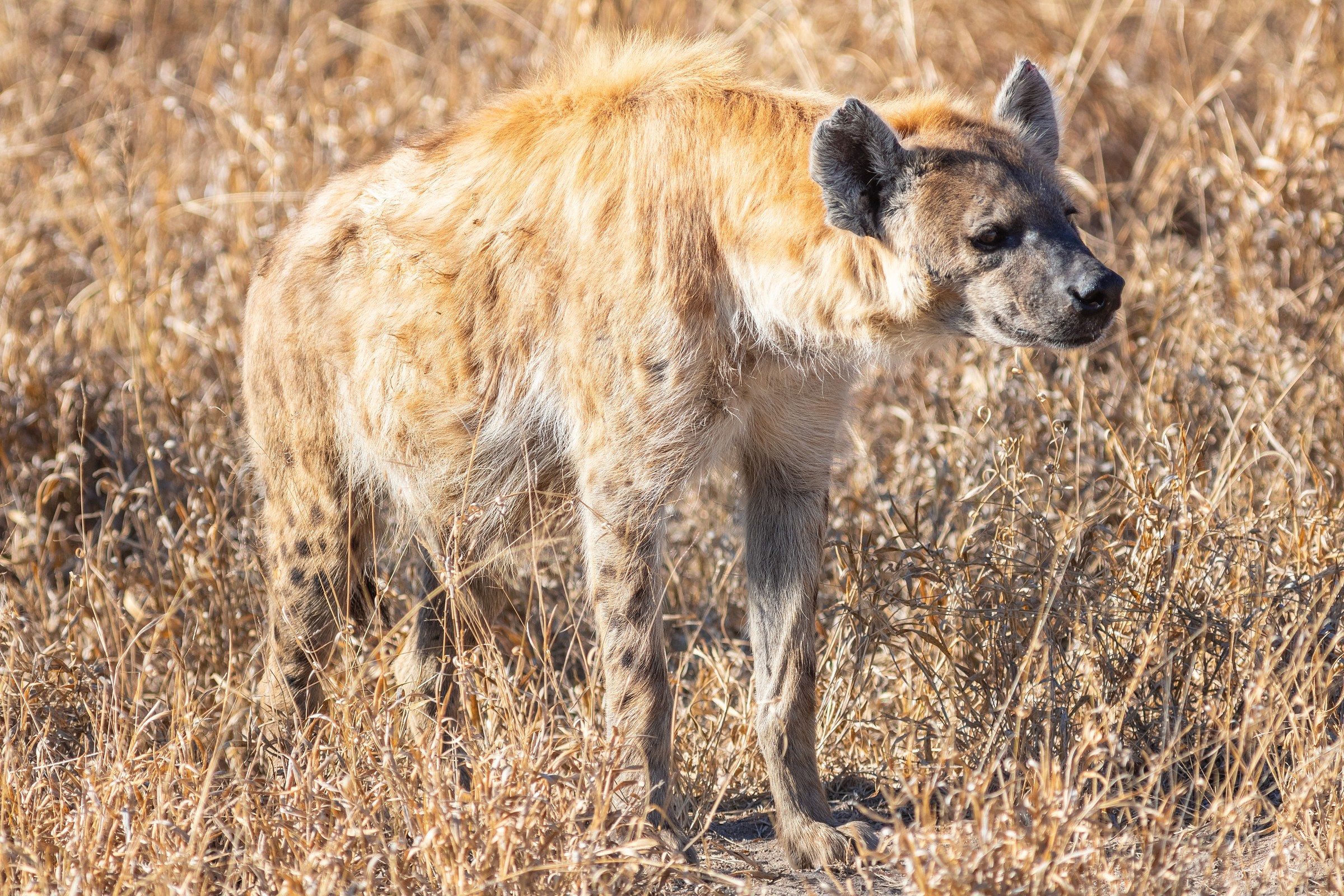 Hyenas | Natural Atlas