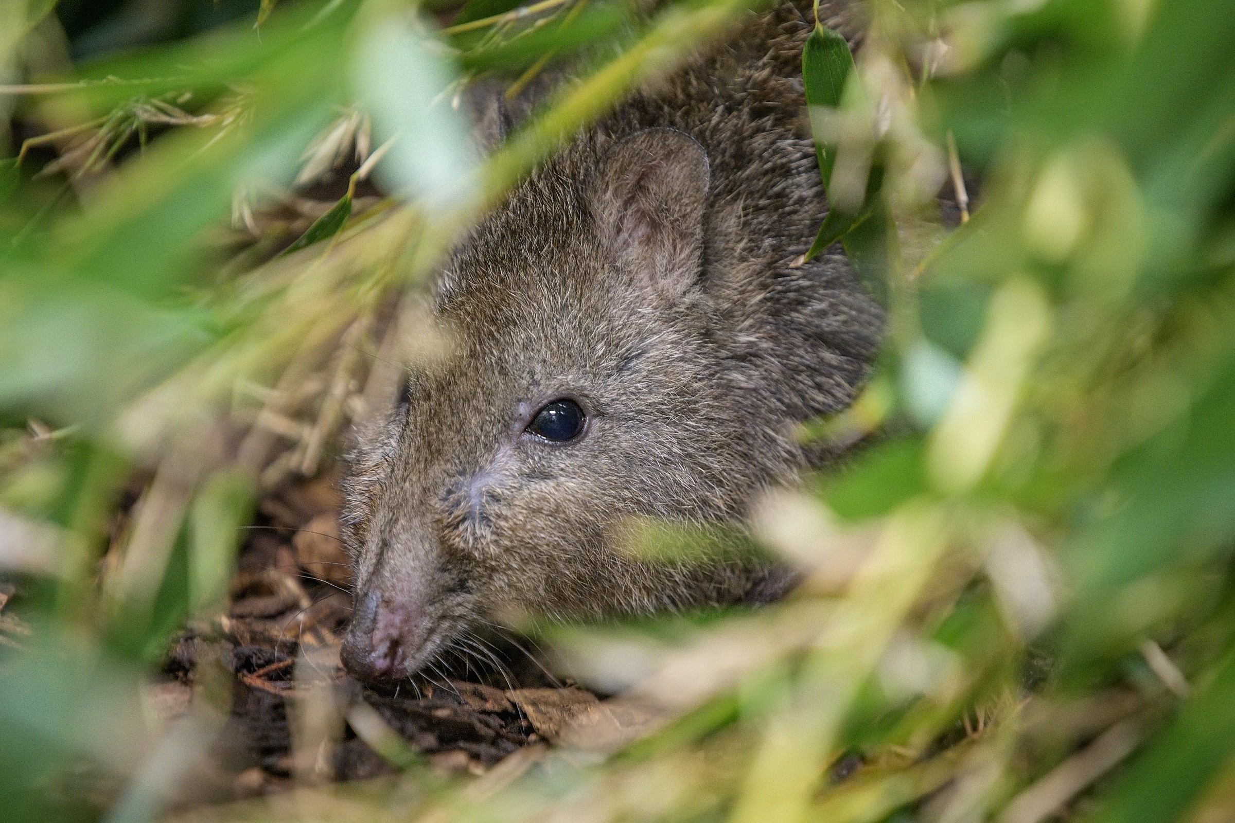 Diprotodontia | Natural Atlas