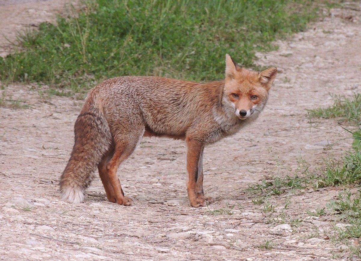 Vulpes vulpes crucigera | Natural Atlas