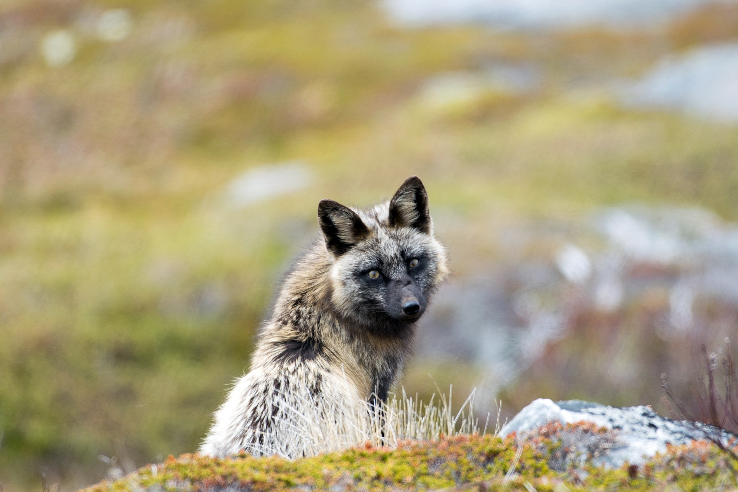 Red Fox | Natural Atlas