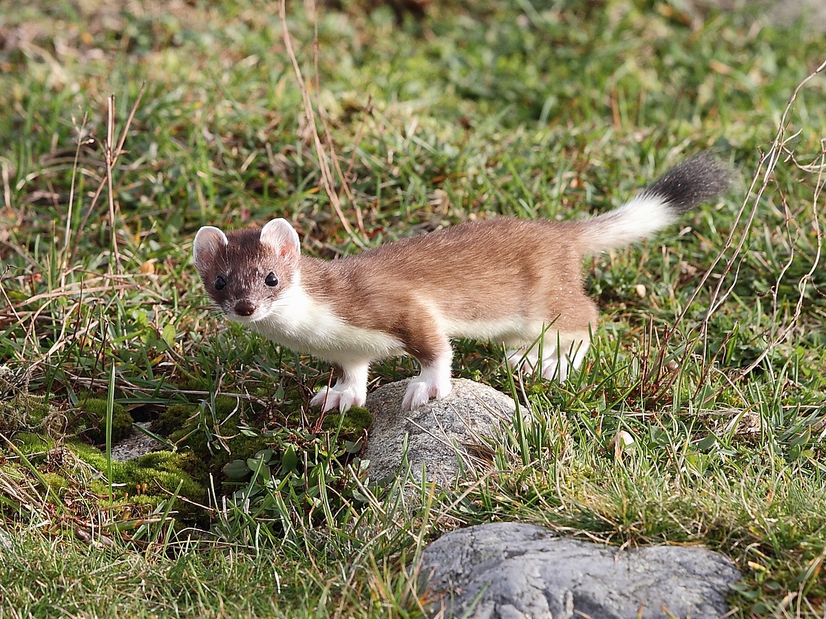 Stoat | Natural Atlas