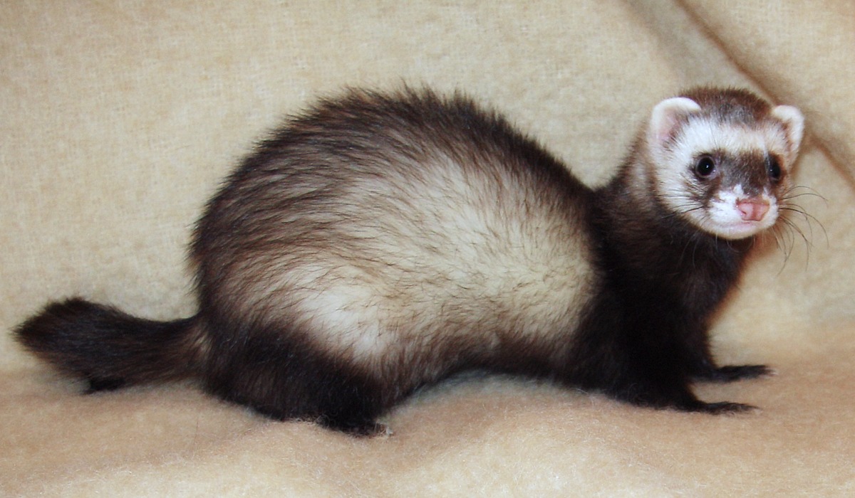 Ferret | Natural Atlas